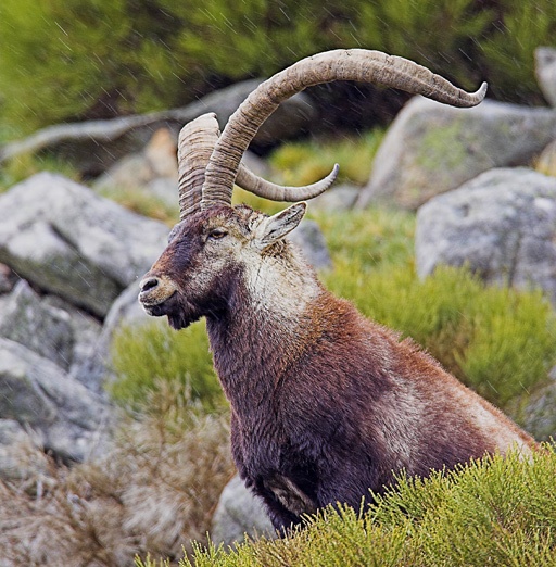 Stalking Spanish Ibex - Hunting Spain