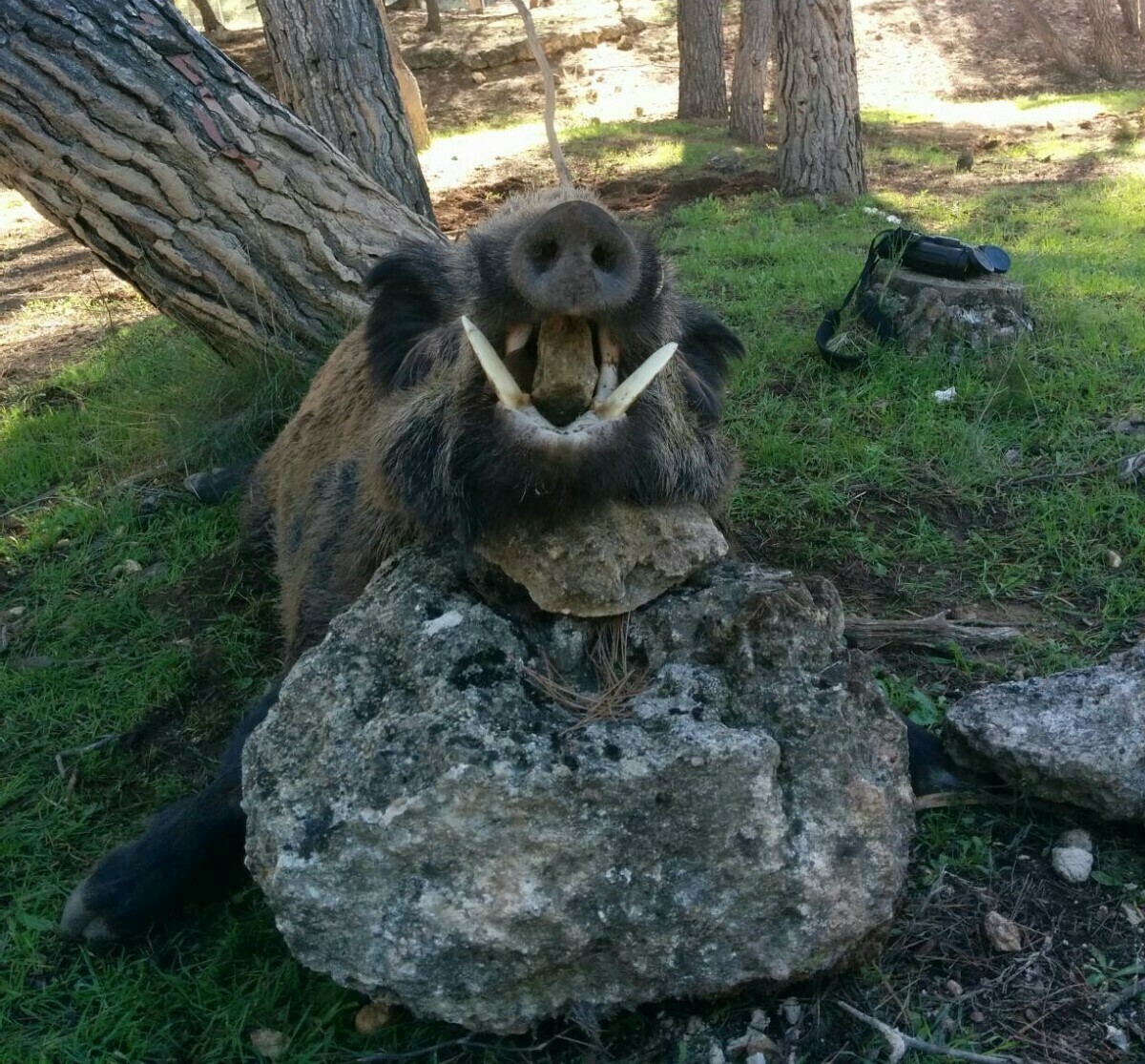 Stalking & Awaiting Wild boar - Hunting Spain